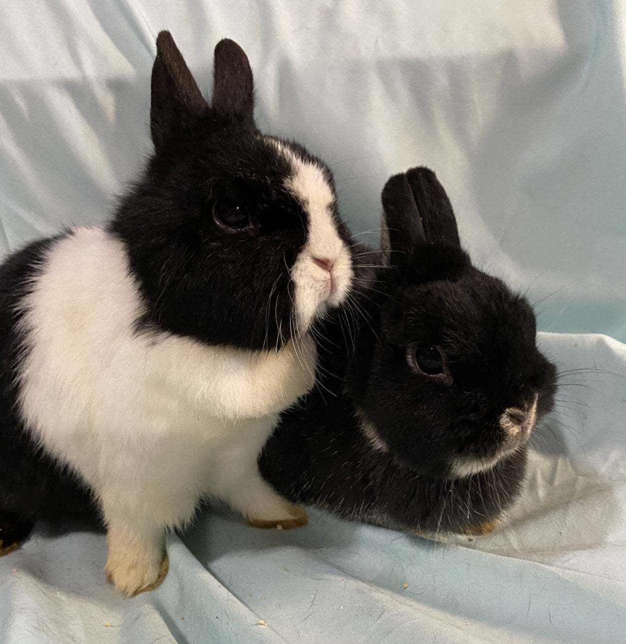 Welcome to Romeo Rabbit Rescue – RRR Website