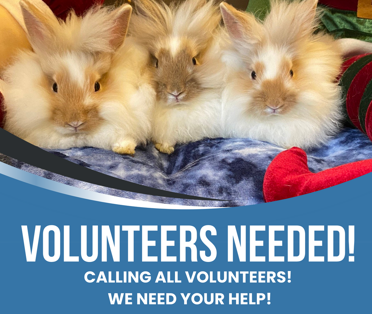 Welcome to Romeo Rabbit Rescue – RRR Website