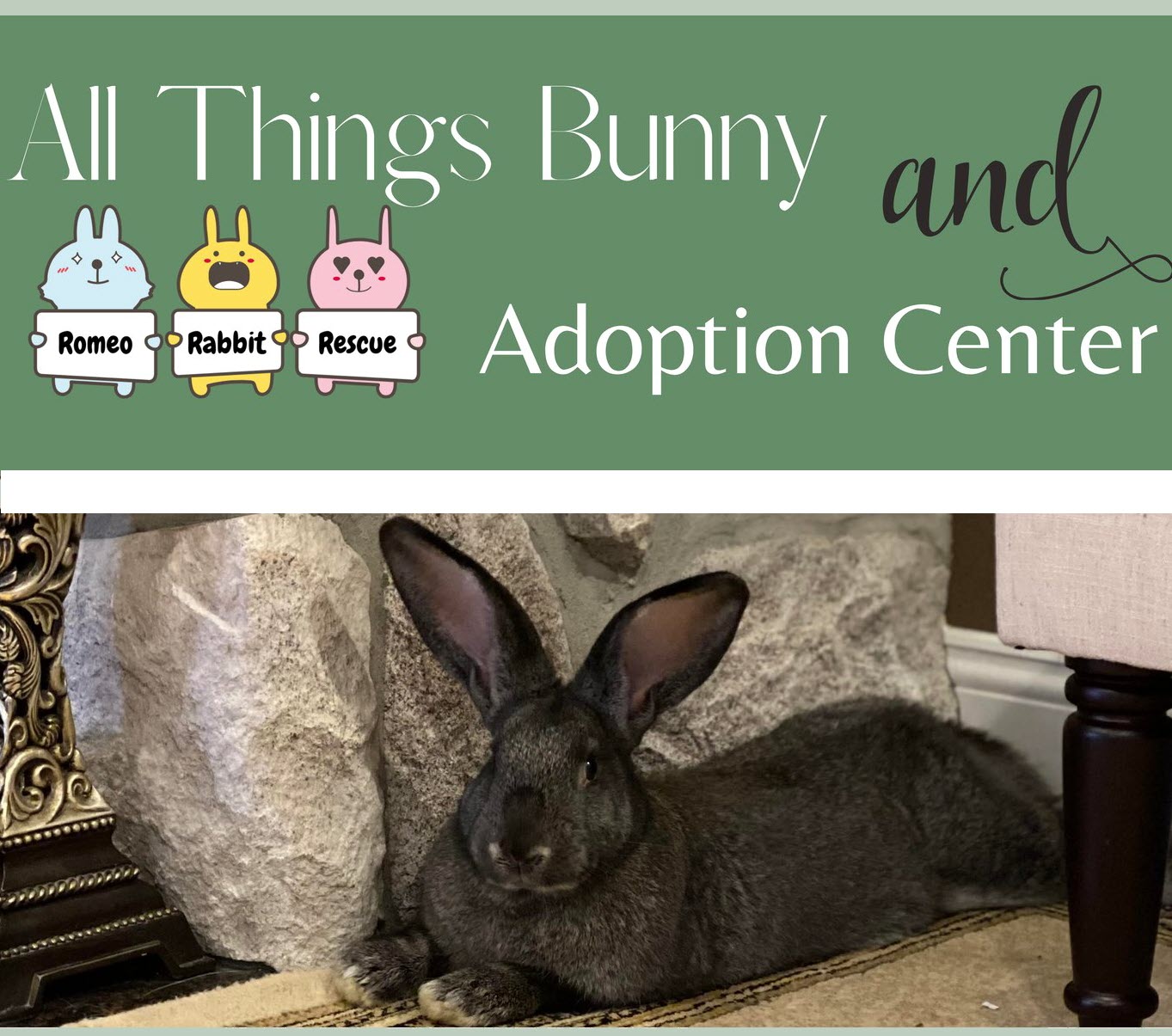 Welcome to Romeo Rabbit Rescue – RRR Website